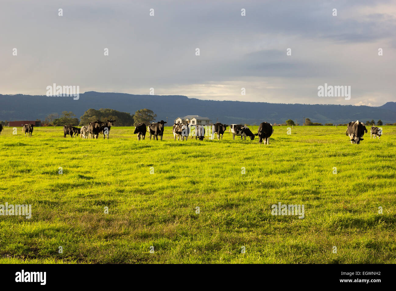 Cattle ranch australia hi-res stock photography and images - Alamy