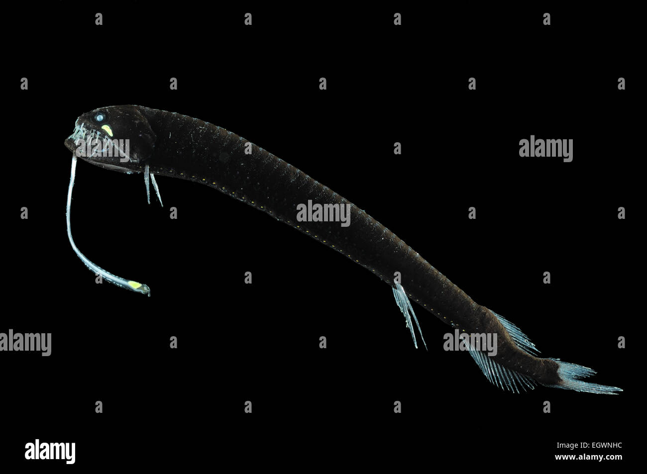 Stomiidae High Resolution Stock Photography and Images - Alamy