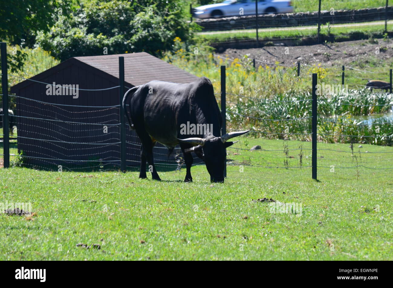 Bull in a pasture Stock Photo - Alamy