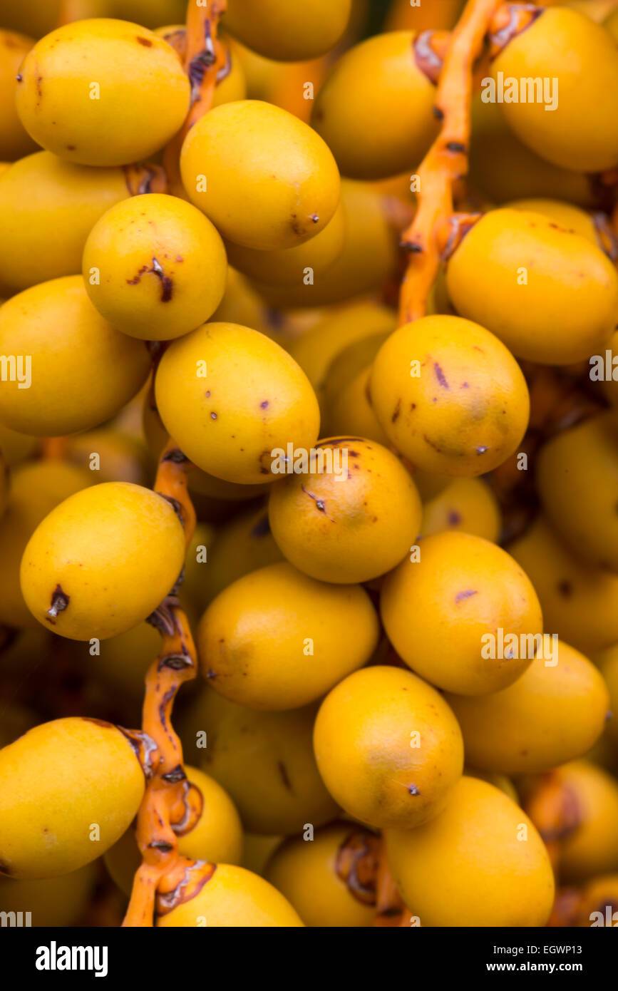 Date tree hi-res stock photography and images - Alamy