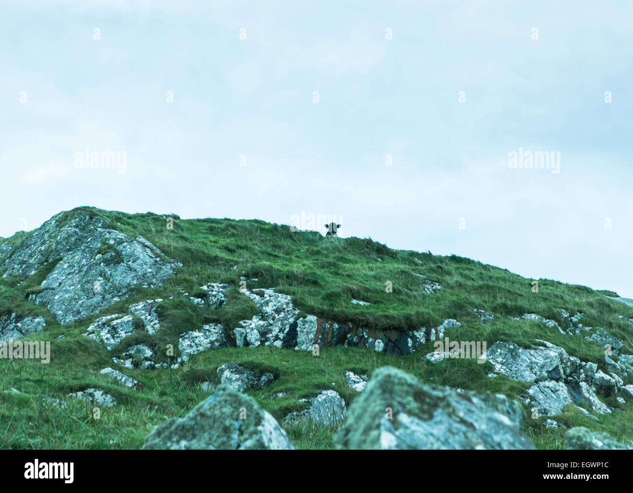 Nosey High Resolution Stock Photography and Images - Alamy