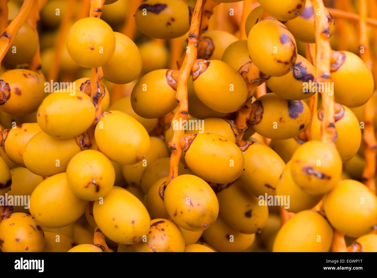 Date tree hi-res stock photography and images - Alamy