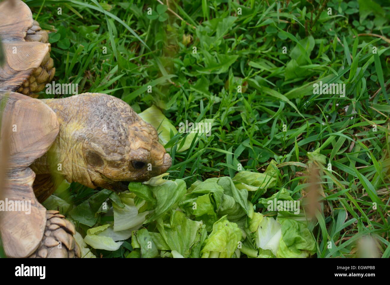 Turtles eating hi-res stock photography and images - Alamy