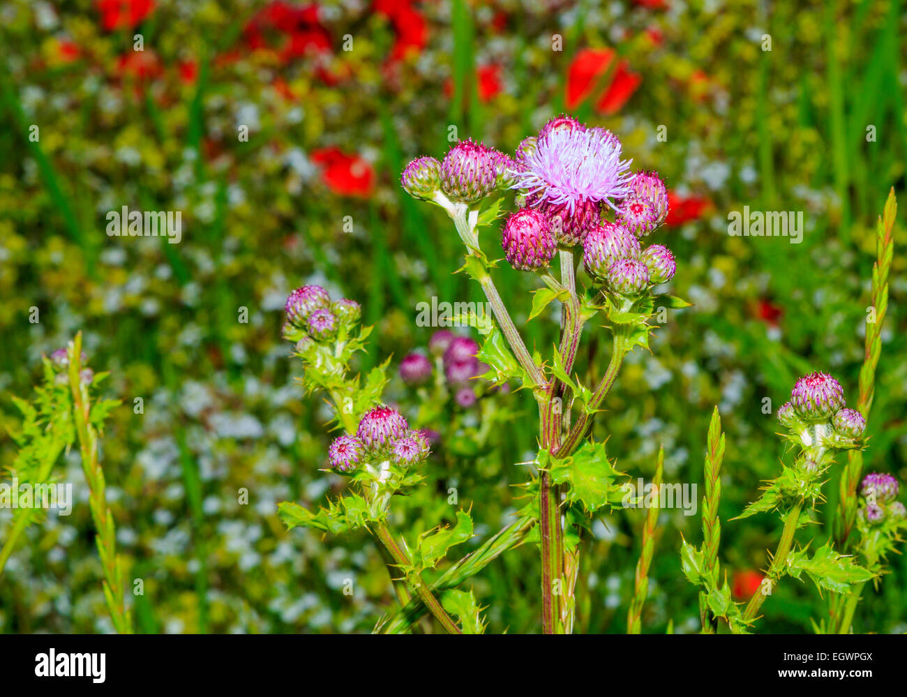 Poppies and thistles hi-res stock photography and images - Alamy