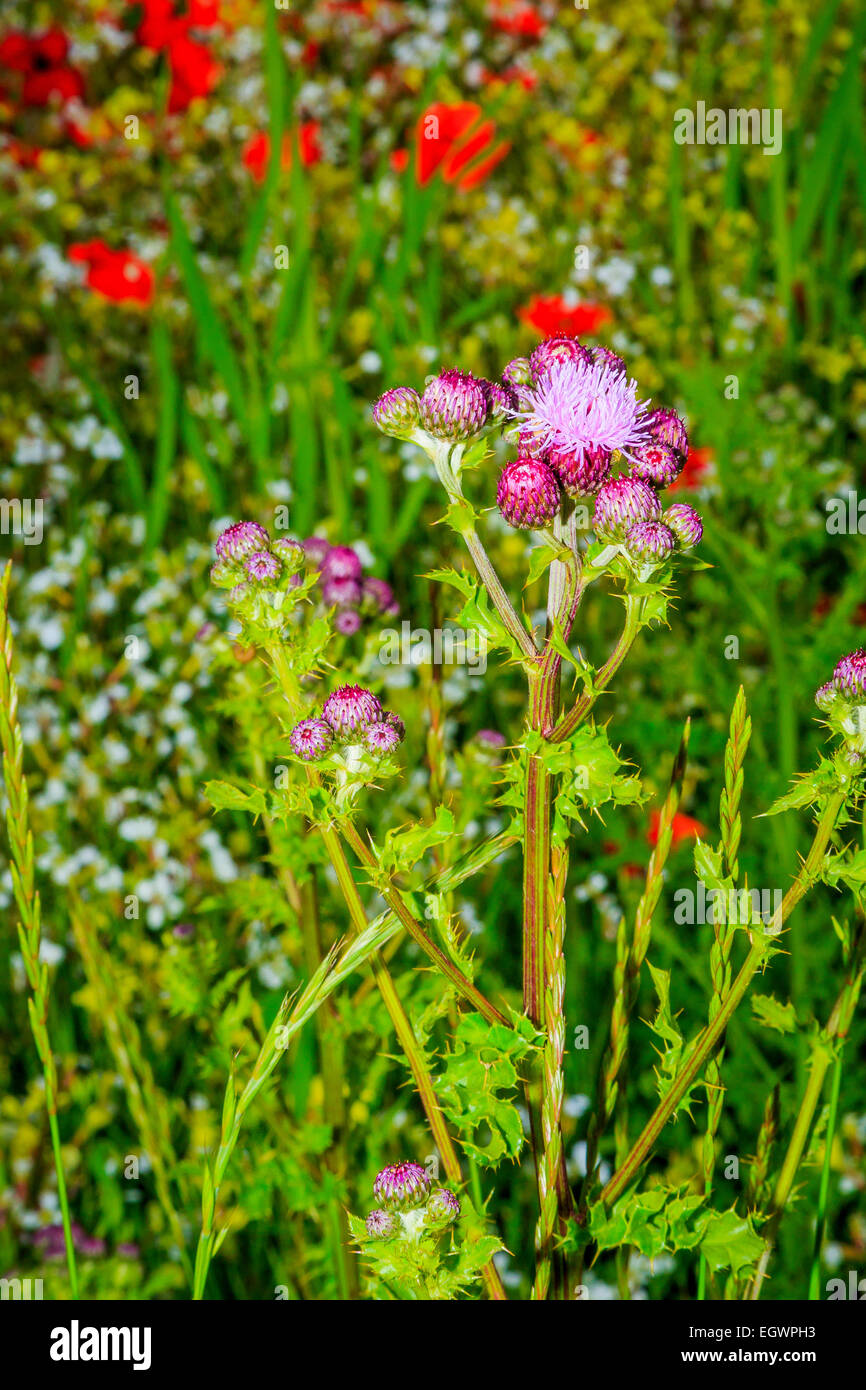 A Poppy & Thistles field in Bewdley, Near Kinver, Kidderminster ...