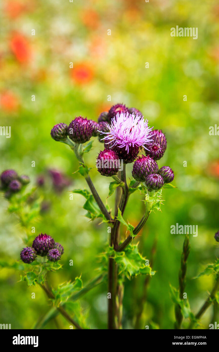 Worcestershire thistles hi-res stock photography and images - Alamy