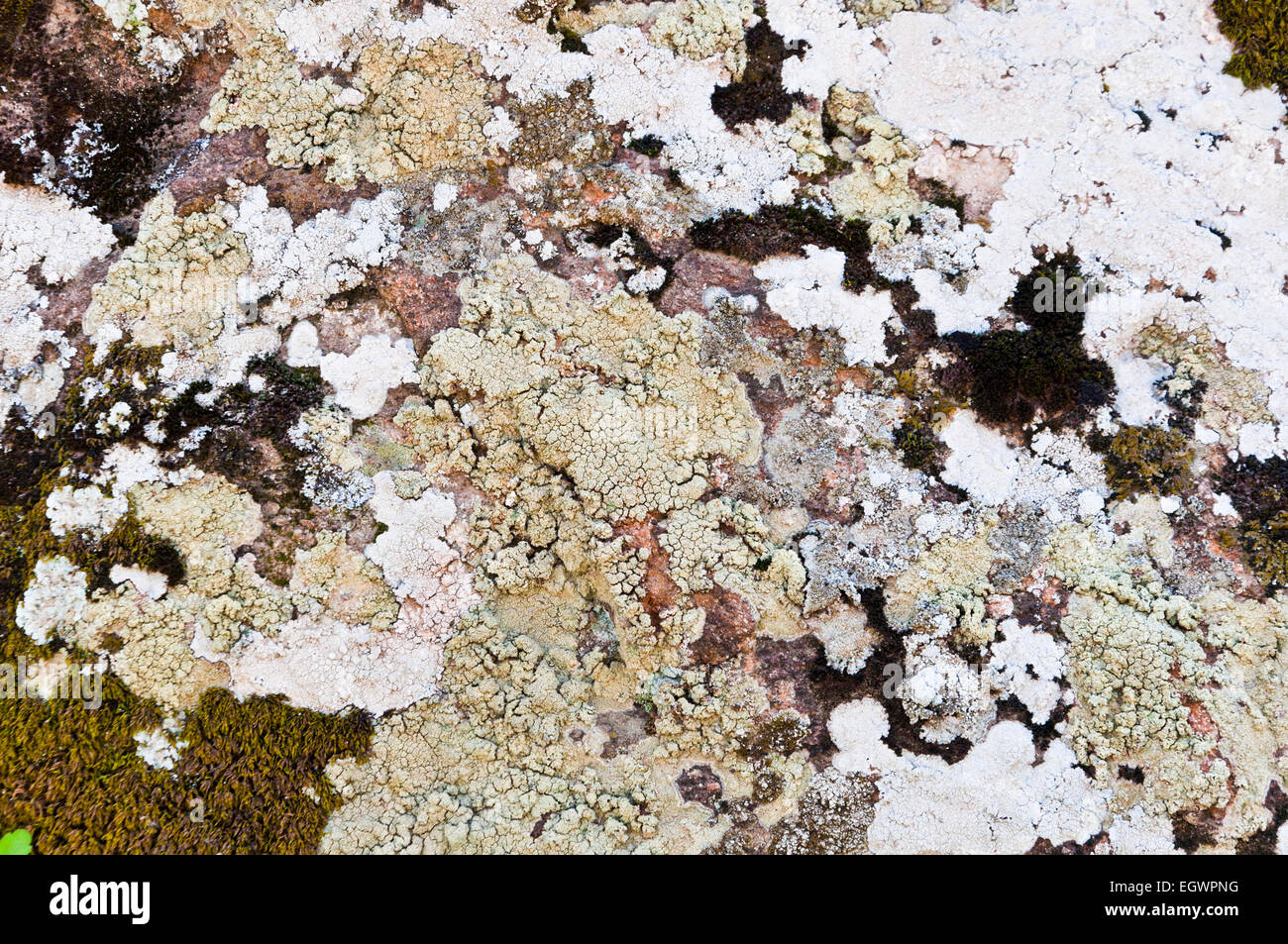 Mossy stone surface close up texture background Stock Photo - Alamy