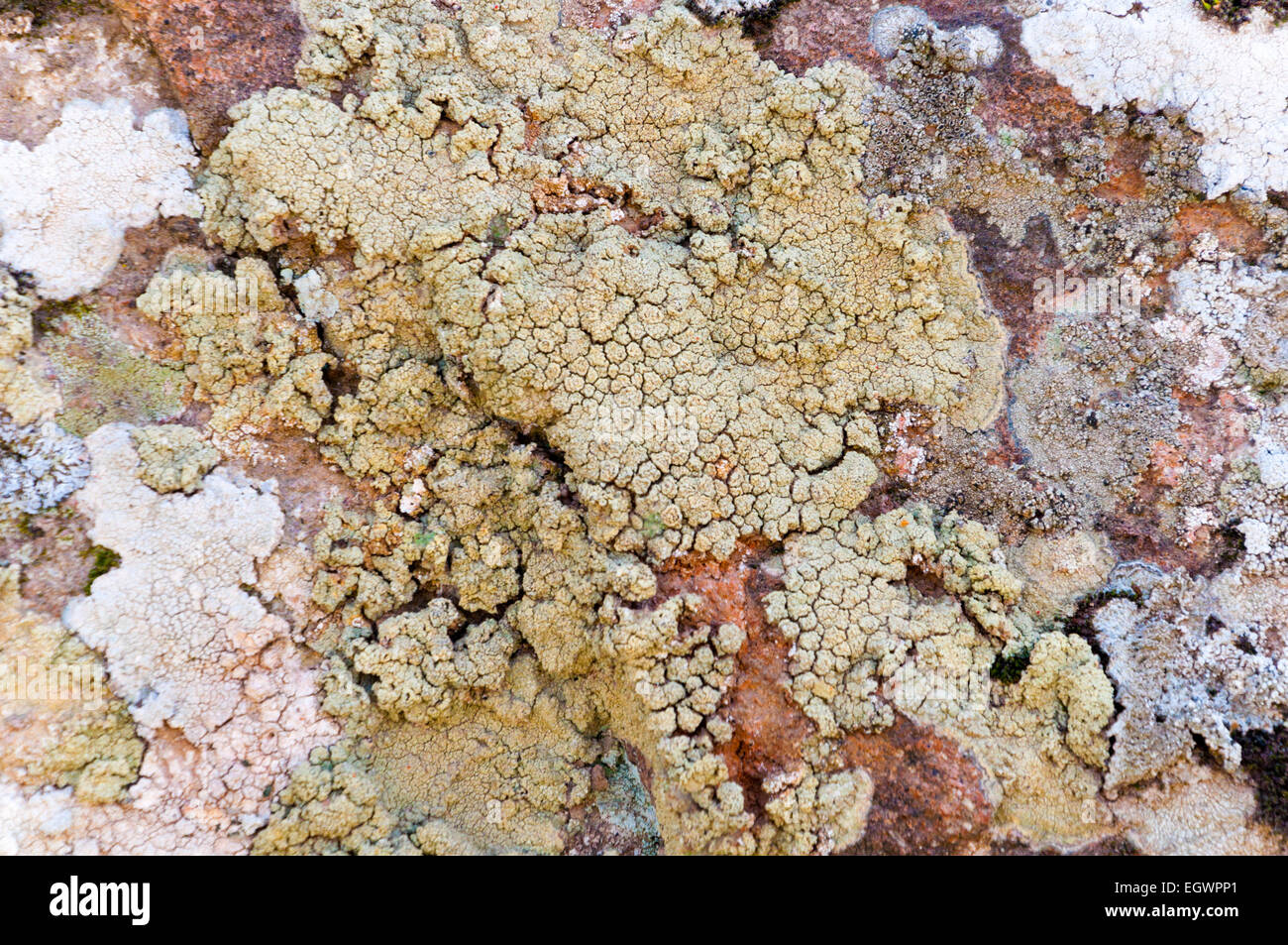 Mossy stone surface close up texture background Stock Photo - Alamy