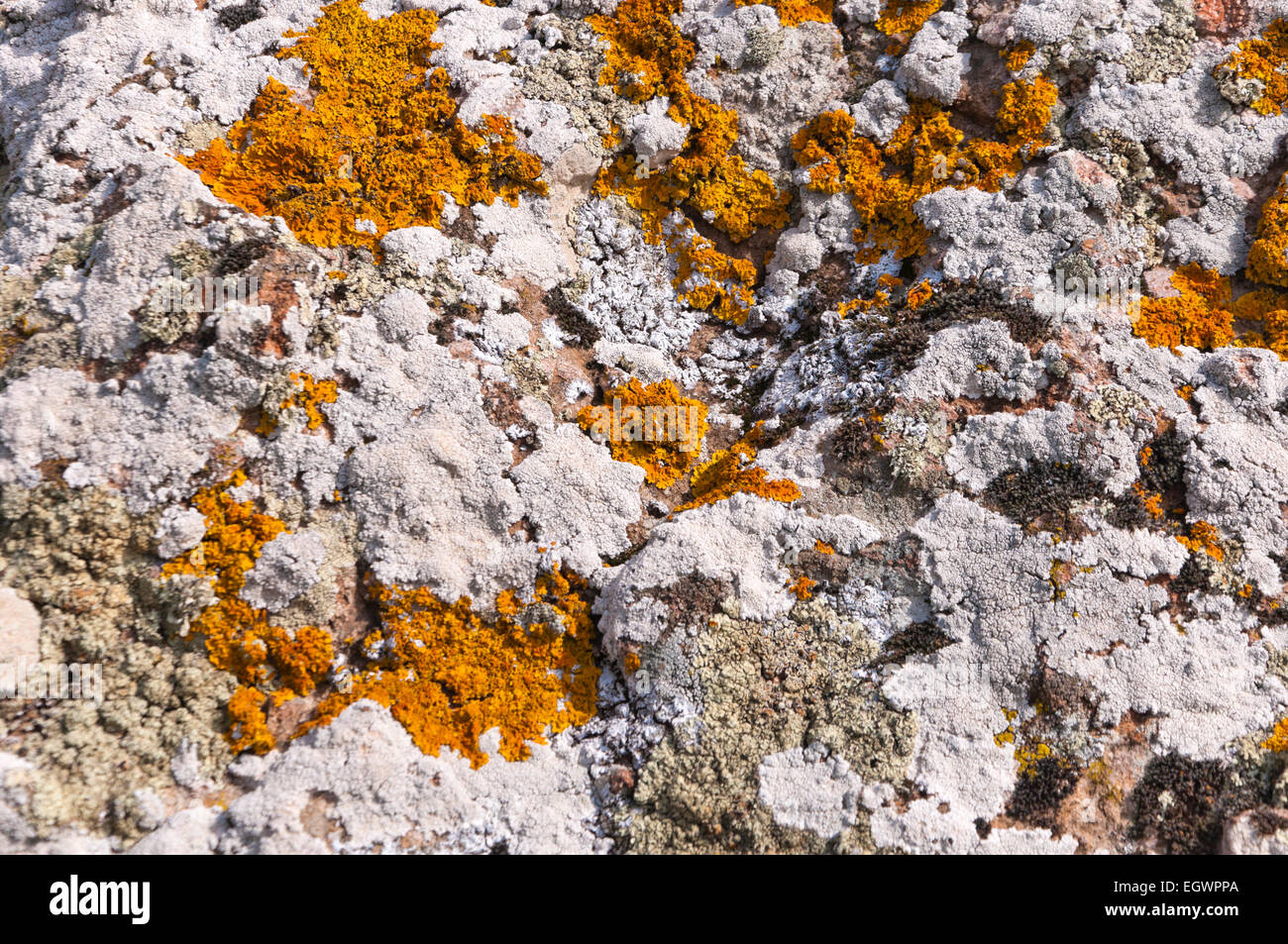 Mossy stone surface close up texture background Stock Photo - Alamy