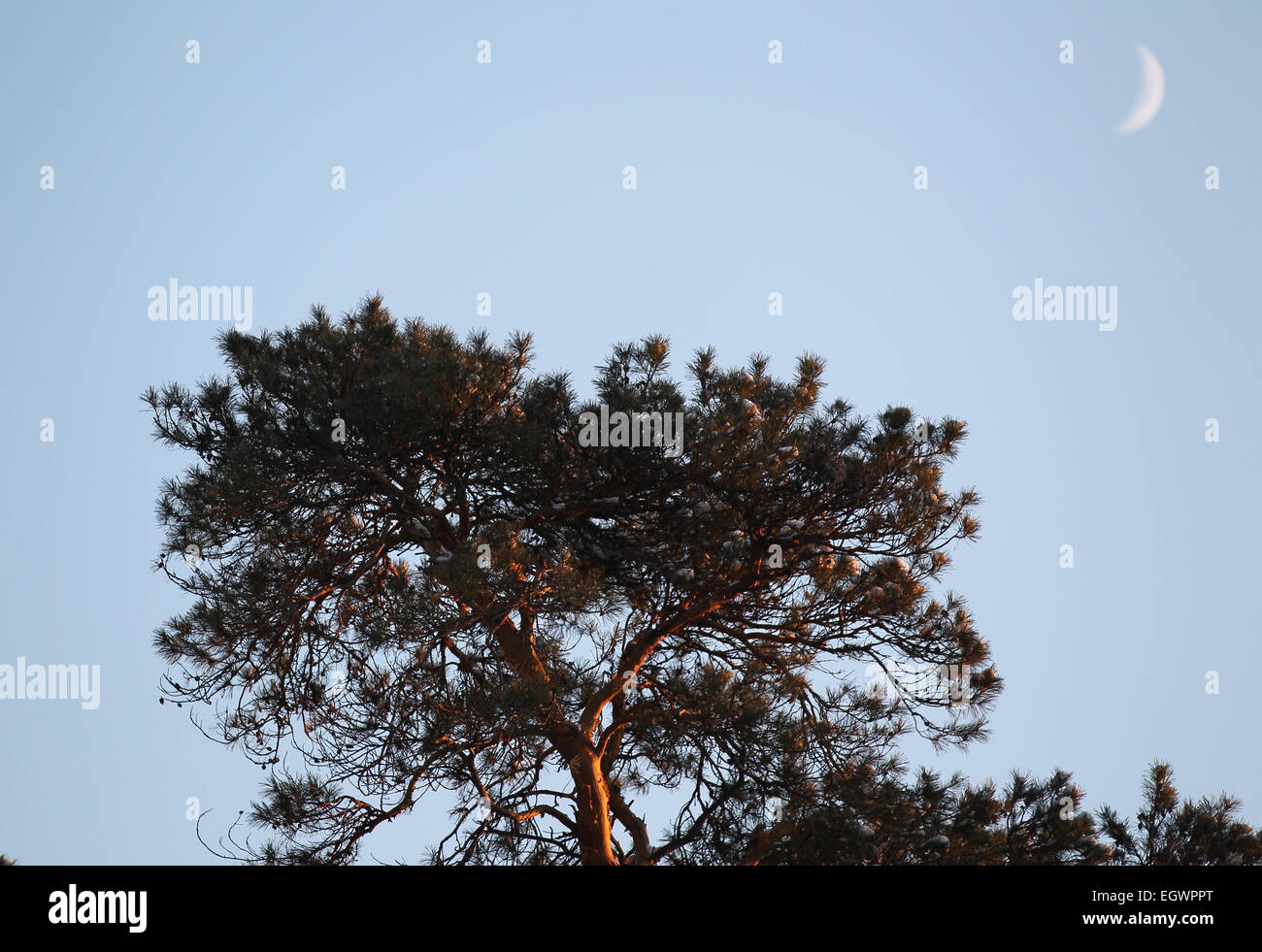 Pine trees against the blue sky with the moon Stock Photo - Alamy