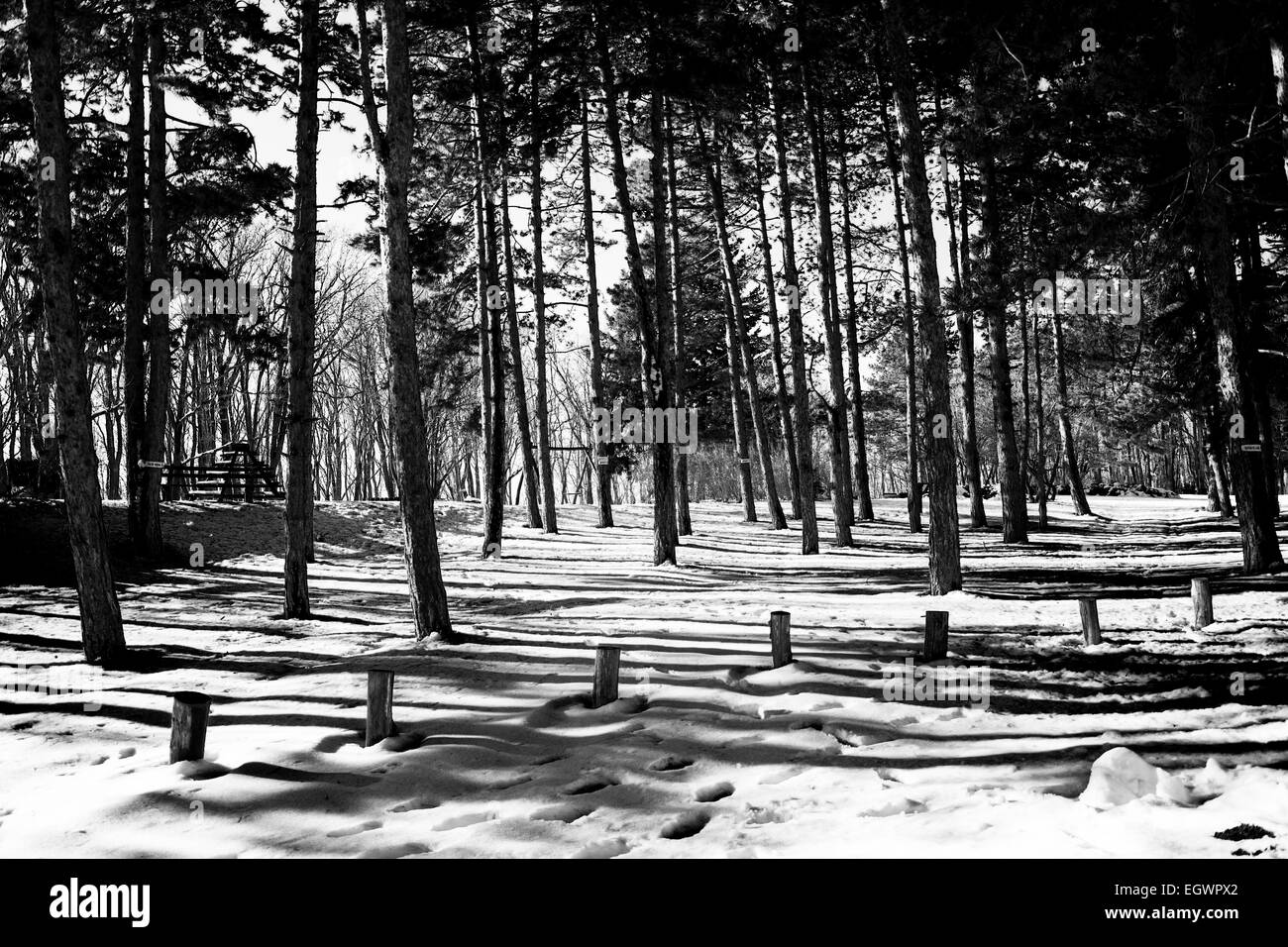 Winter in woods with snow in grayscale Stock Photo - Alamy