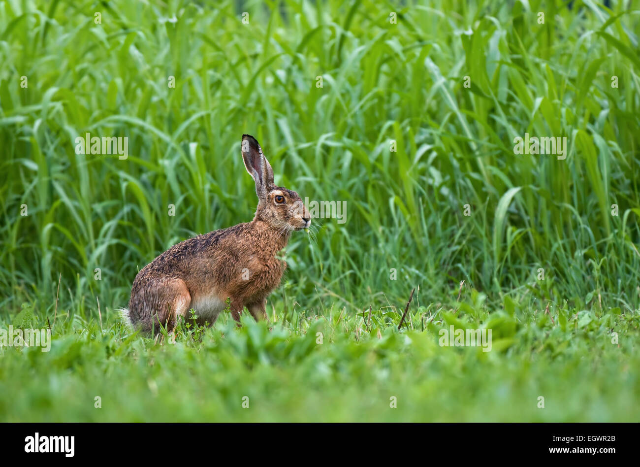 Hare rabbit hi-res stock photography and images - Alamy