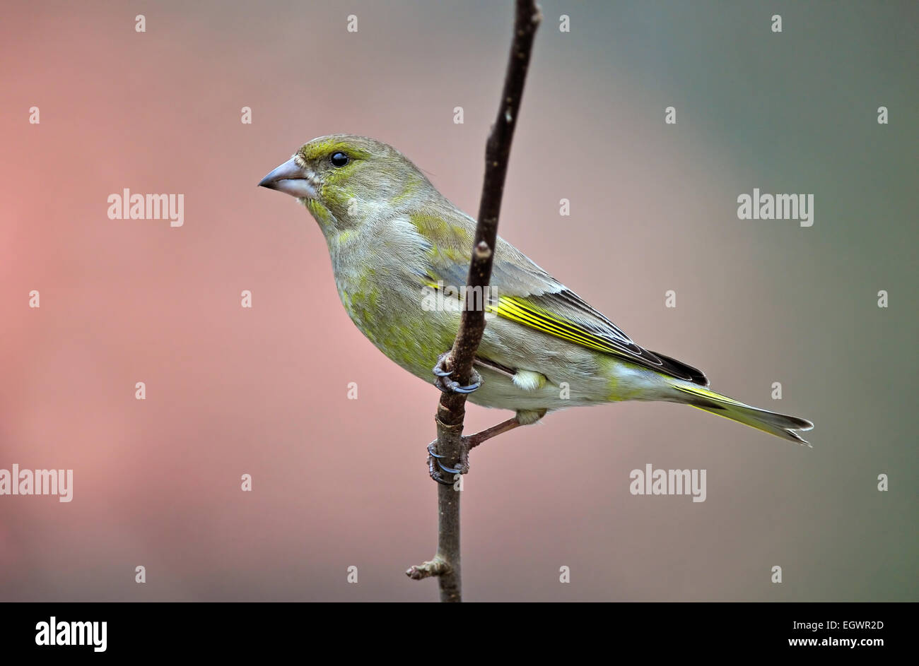 Greenfinch carduelis chloris forest hi-res stock photography and images ...