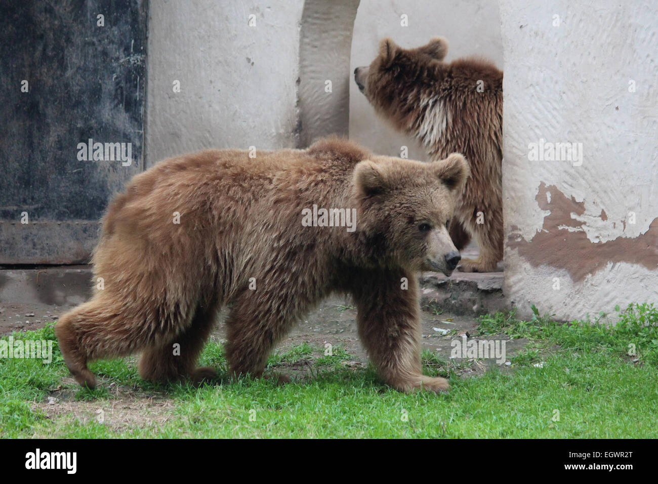 LAHORE, PAKISTAN - MARCH 03, 2015 - Animals seen in ZOO lahore, s ...