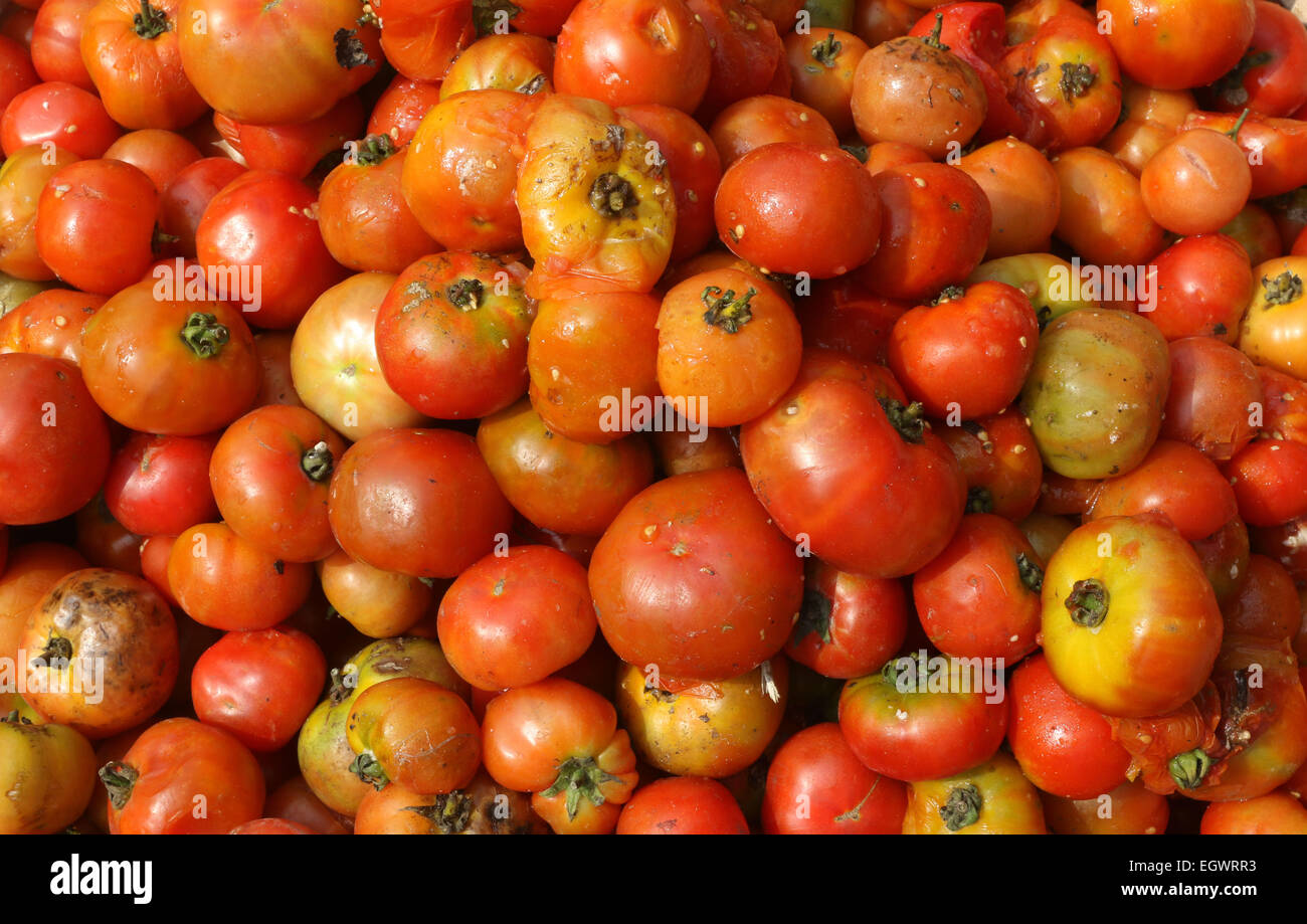 Agriculture damaged decompose dirty eaten hi-res stock photography and ...