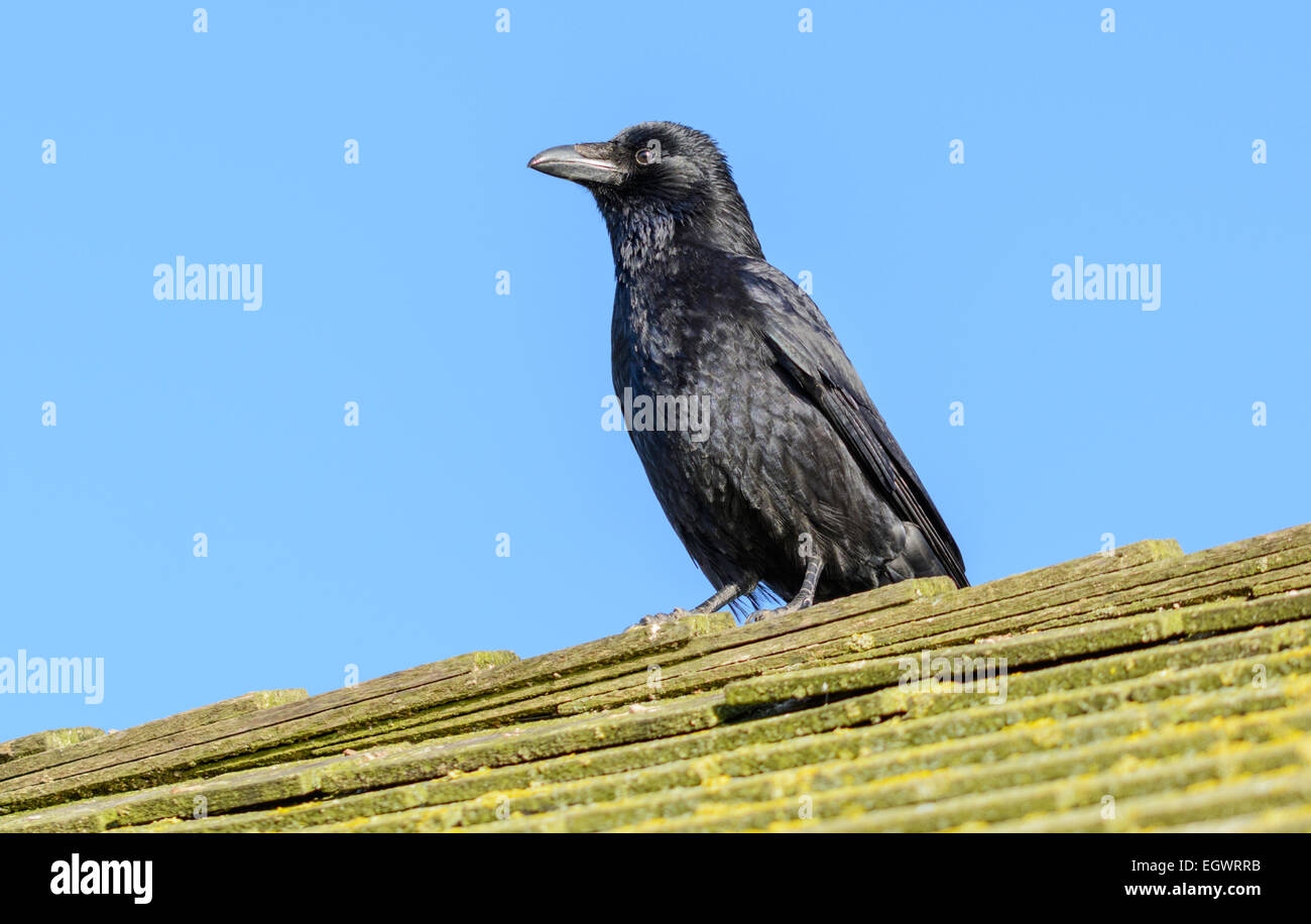 Carrion Crow standing on a roof against blue sky in West Sussex ...