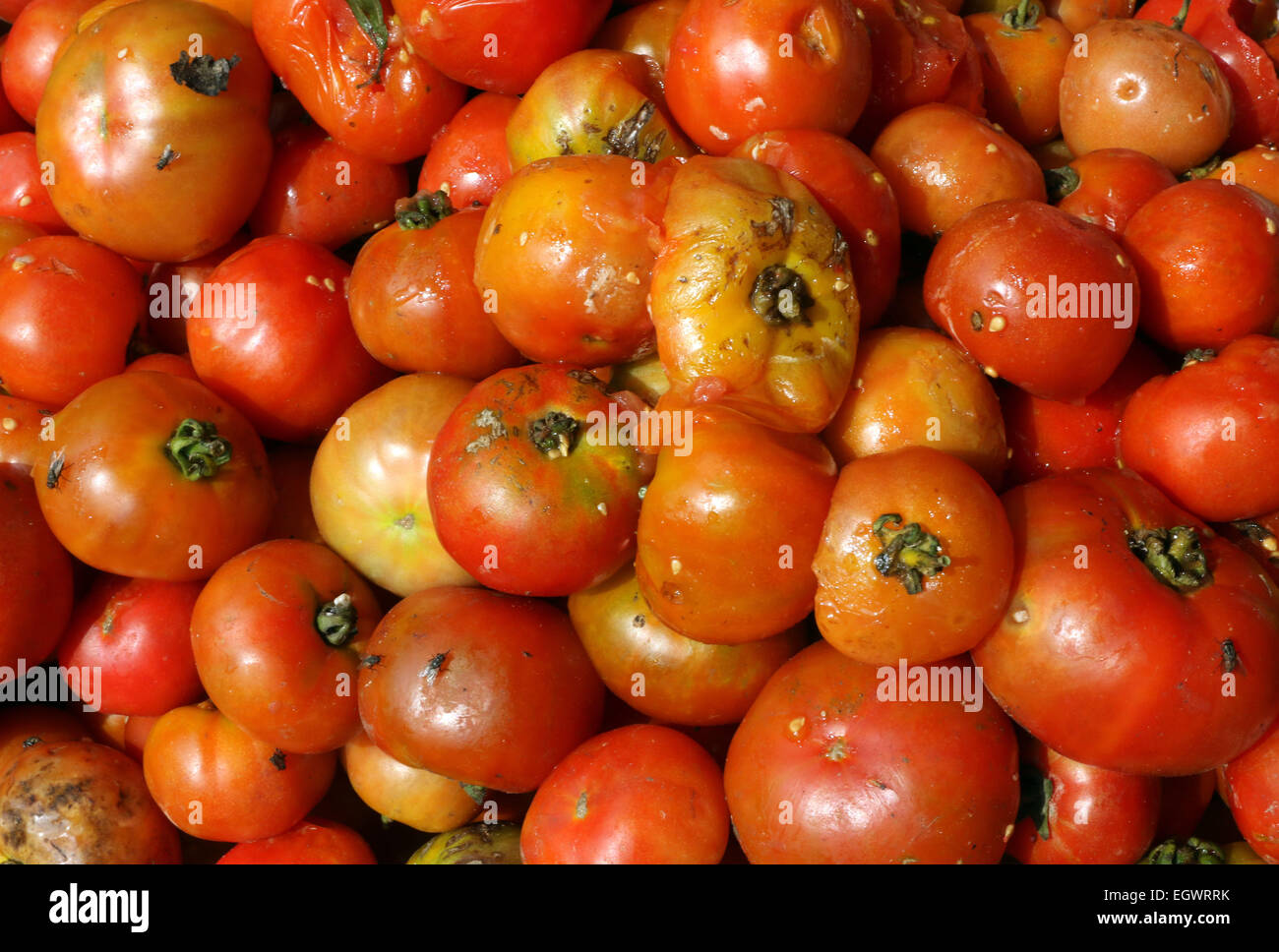Worm eating tomatoes hi-res stock photography and images - Alamy
