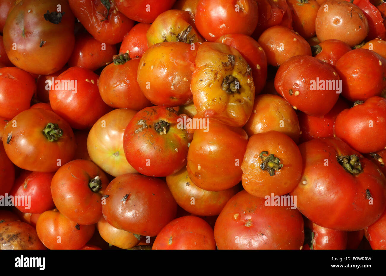 Rotten Tomatoes Stock Photos & Rotten Tomatoes Stock Images - Alamy