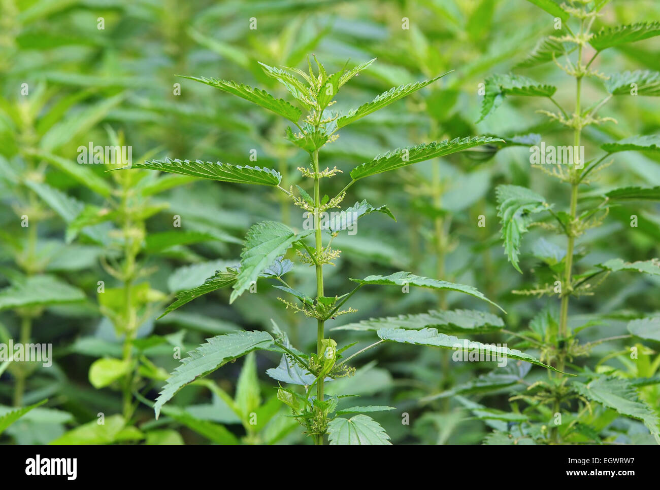 Nettle vegetation hi-res stock photography and images - Alamy