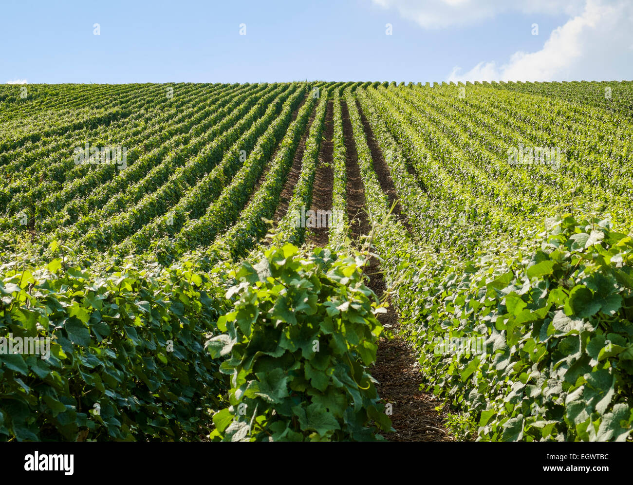 Vineyards in the Mountains of Reims Regional Park Champagne Trail route ...