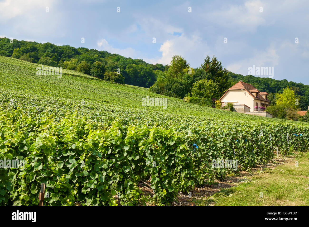 Vineyards and house on the Champagne Trail tourist route in Champagne ...