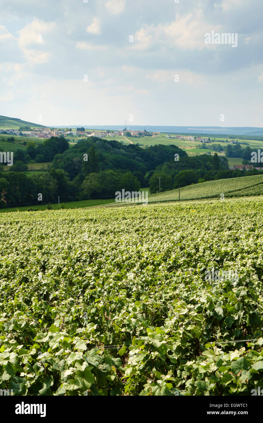 Village across the vines in Champagne, France, Europe Stock Photo - Alamy