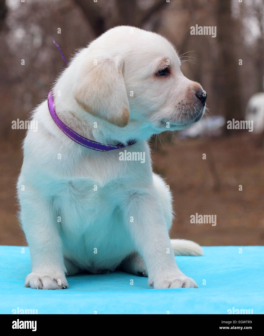 yellow labrador puppy sitting on blue background Stock Photo - Alamy