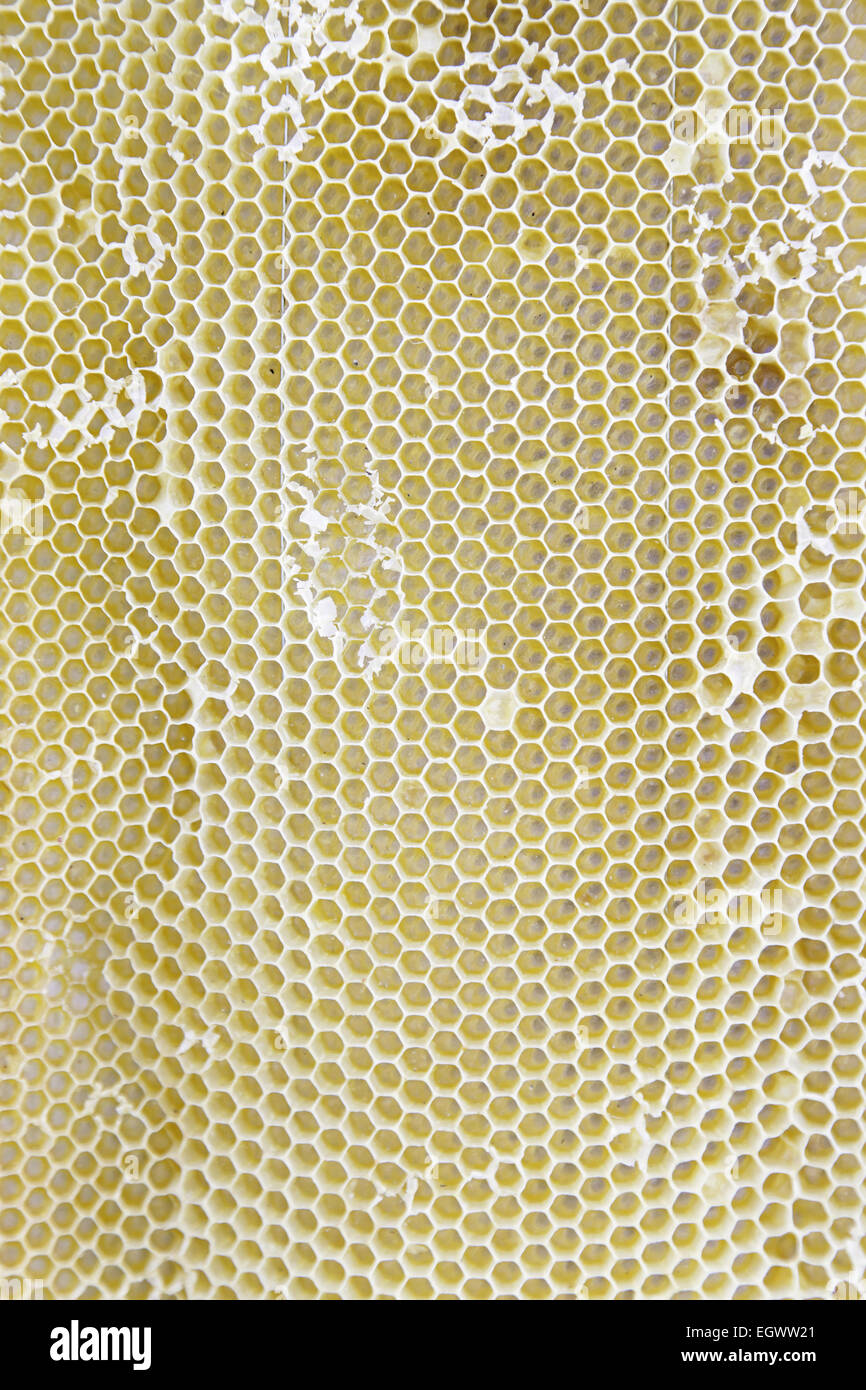 Beehive, detail of a beehive with honey, nature food Stock Photo - Alamy