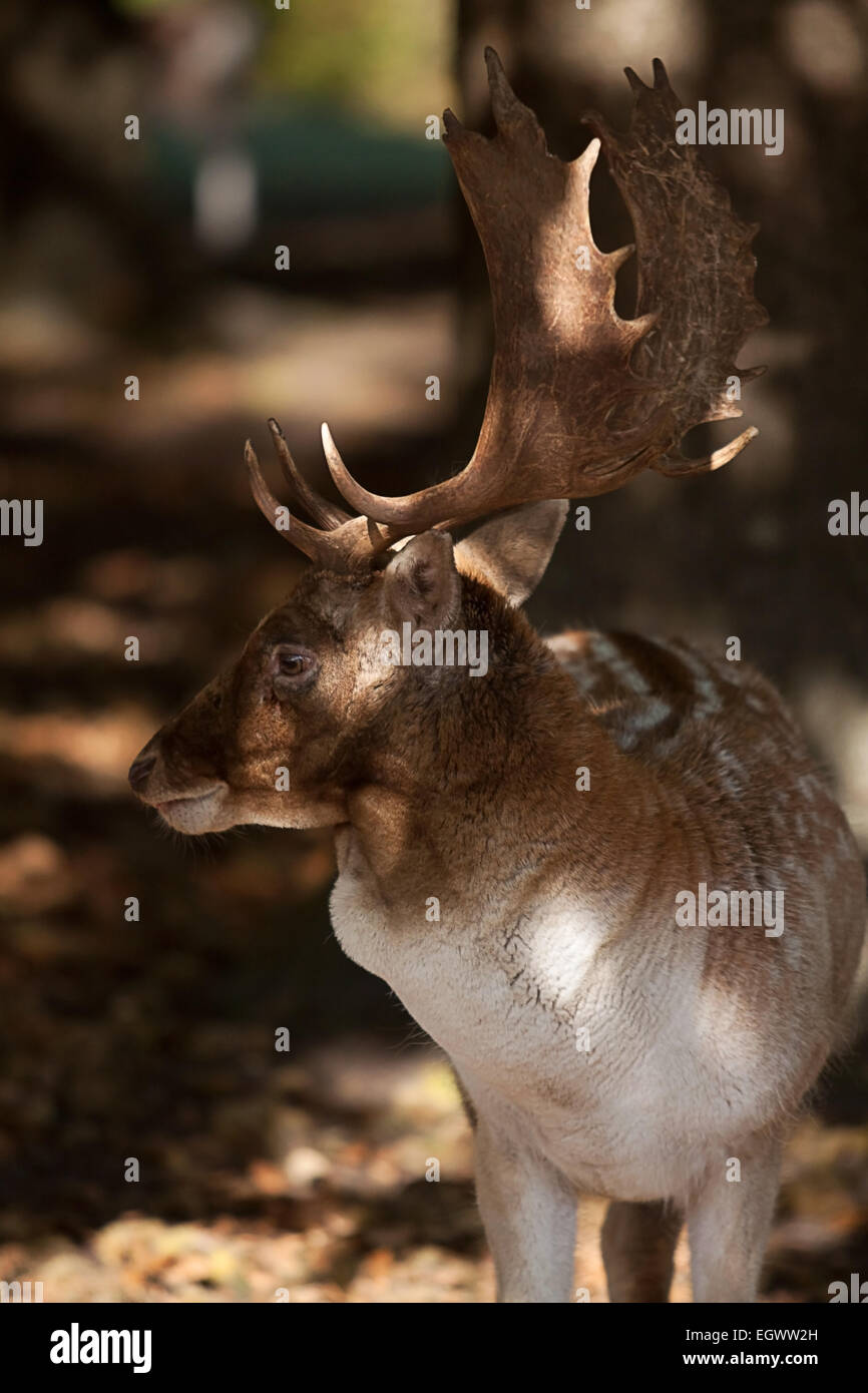 Photo of a stag with antlers Stock Photo - Alamy