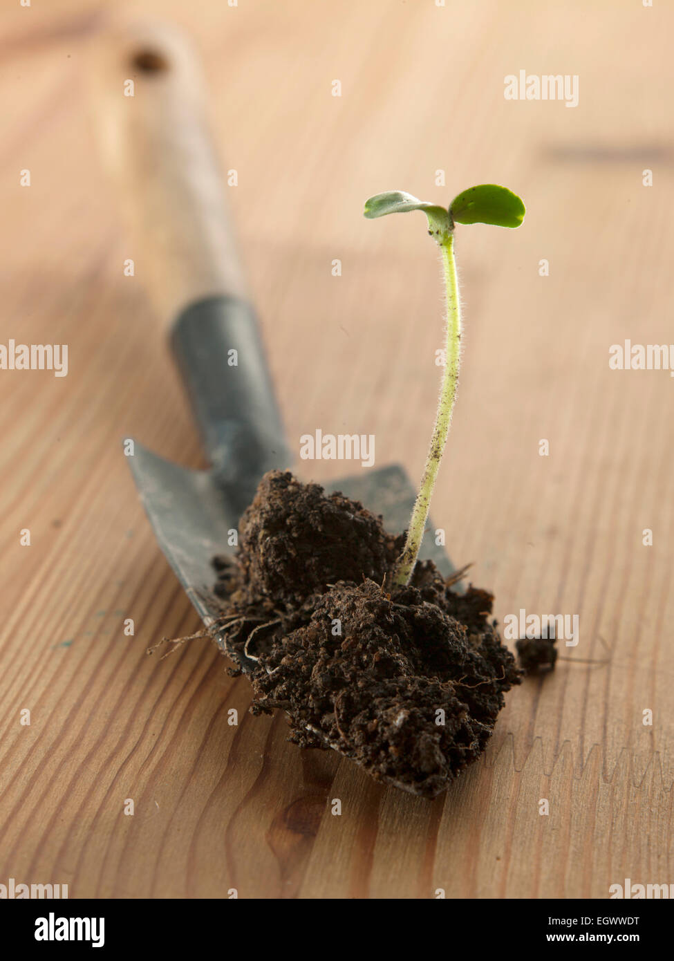 Young seedling growing in a soil Stock Photo - Alamy