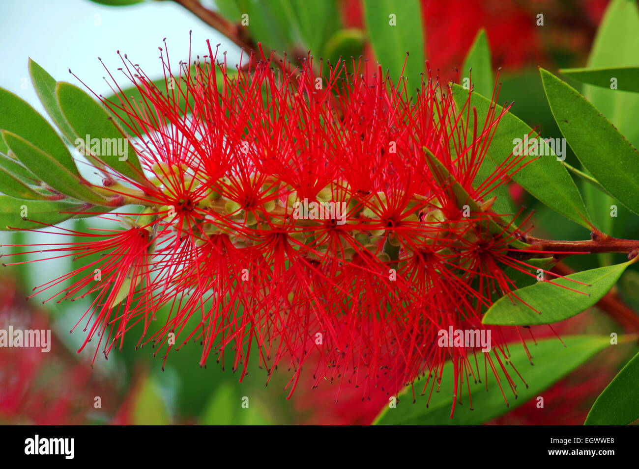Red Callistemon Stock Photos & Red Callistemon Stock Images - Alamy