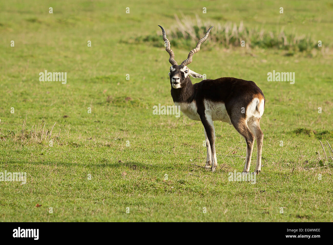 Lone male Black buck Stock Photo - Alamy