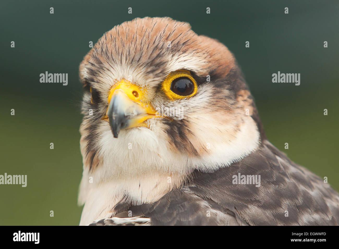 Photo portrait of a Lanner Falcon Stock Photo - Alamy