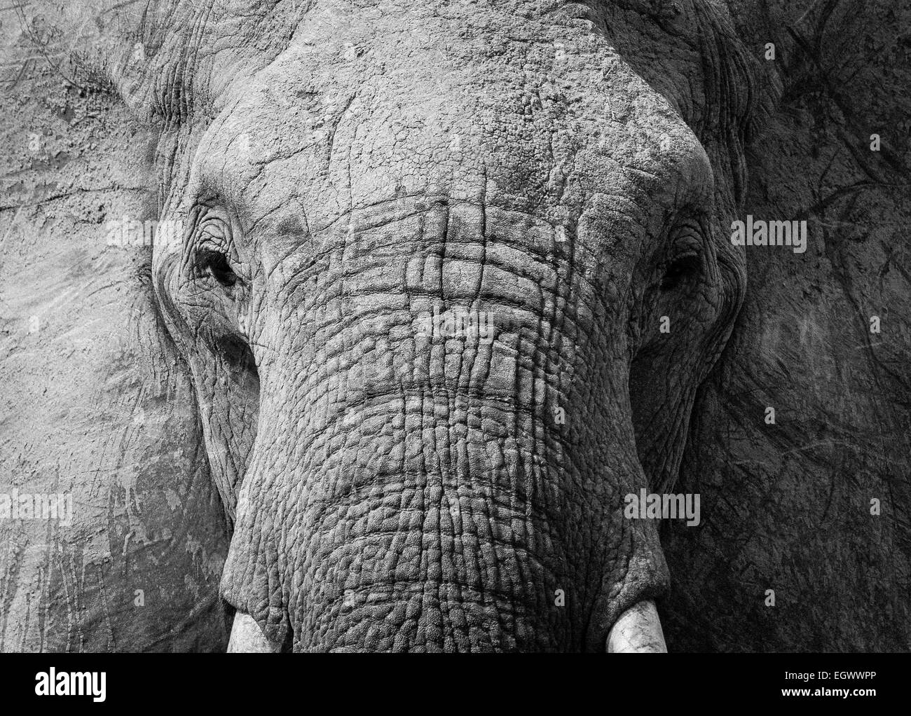 A close up black and white portrait of an old matriarch Stock Photo - Alamy
