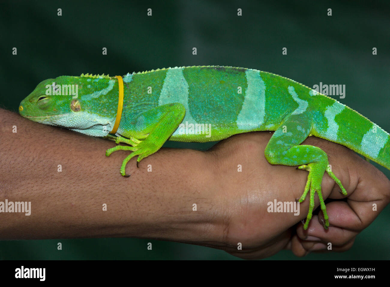 Vanuatu green hi-res stock photography and images - Alamy
