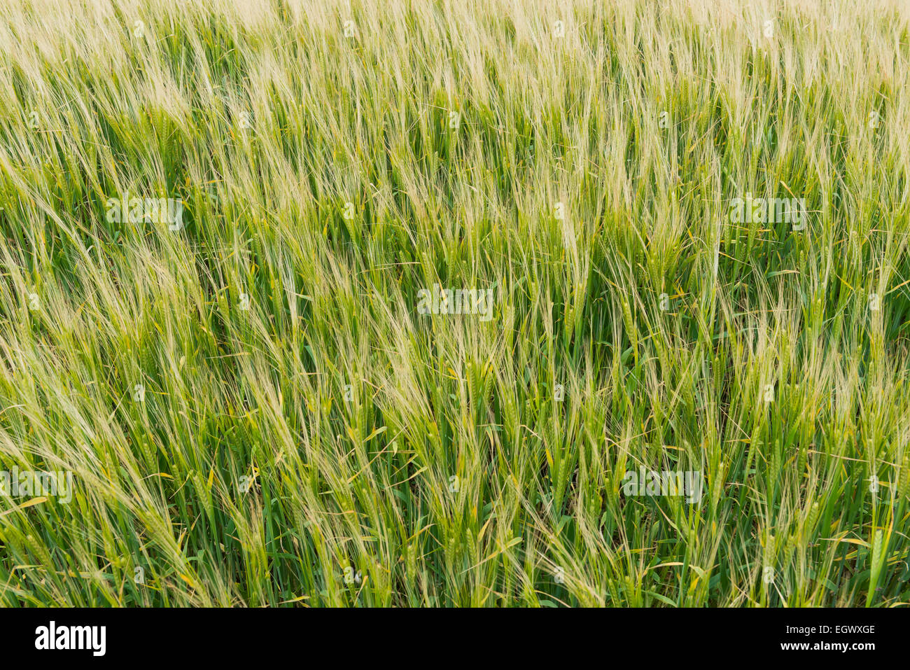 Cornfield in Cornwall, England Stock Photo - Alamy