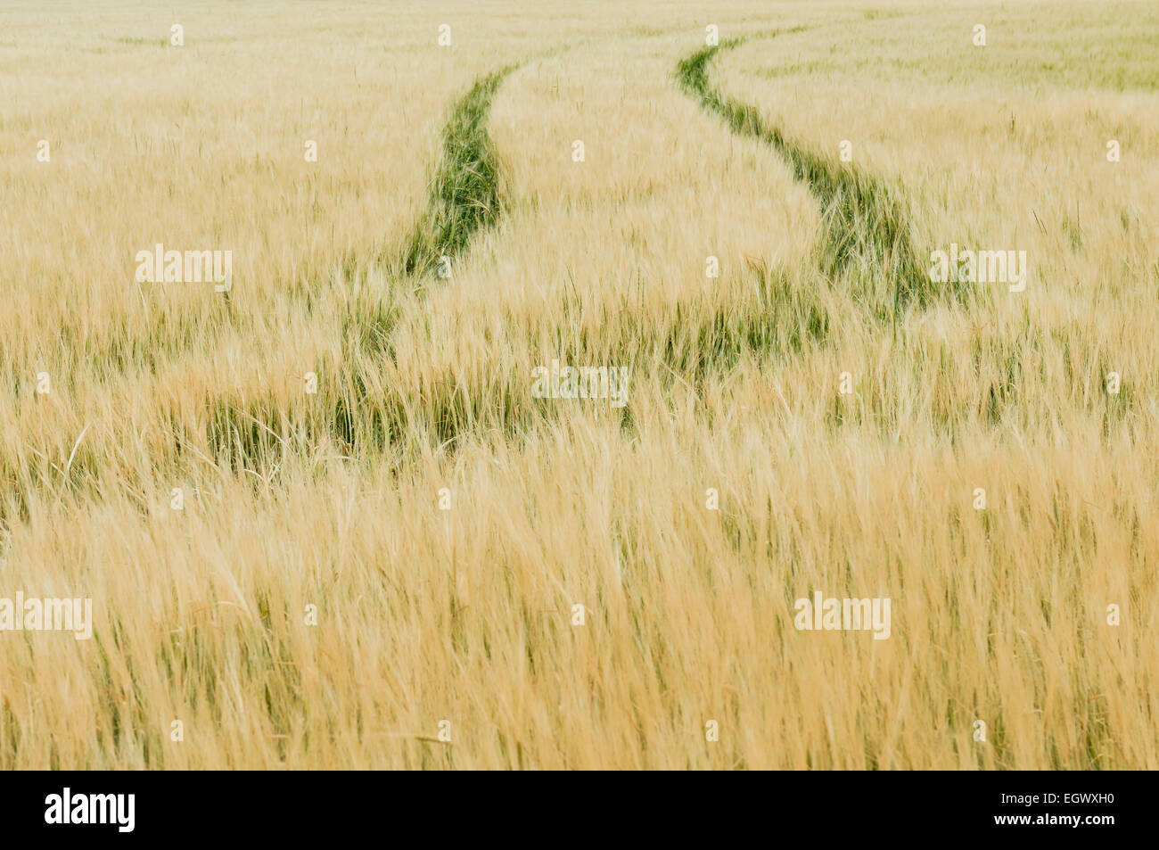 Brown cornfield with a track of a tractor Stock Photo - Alamy