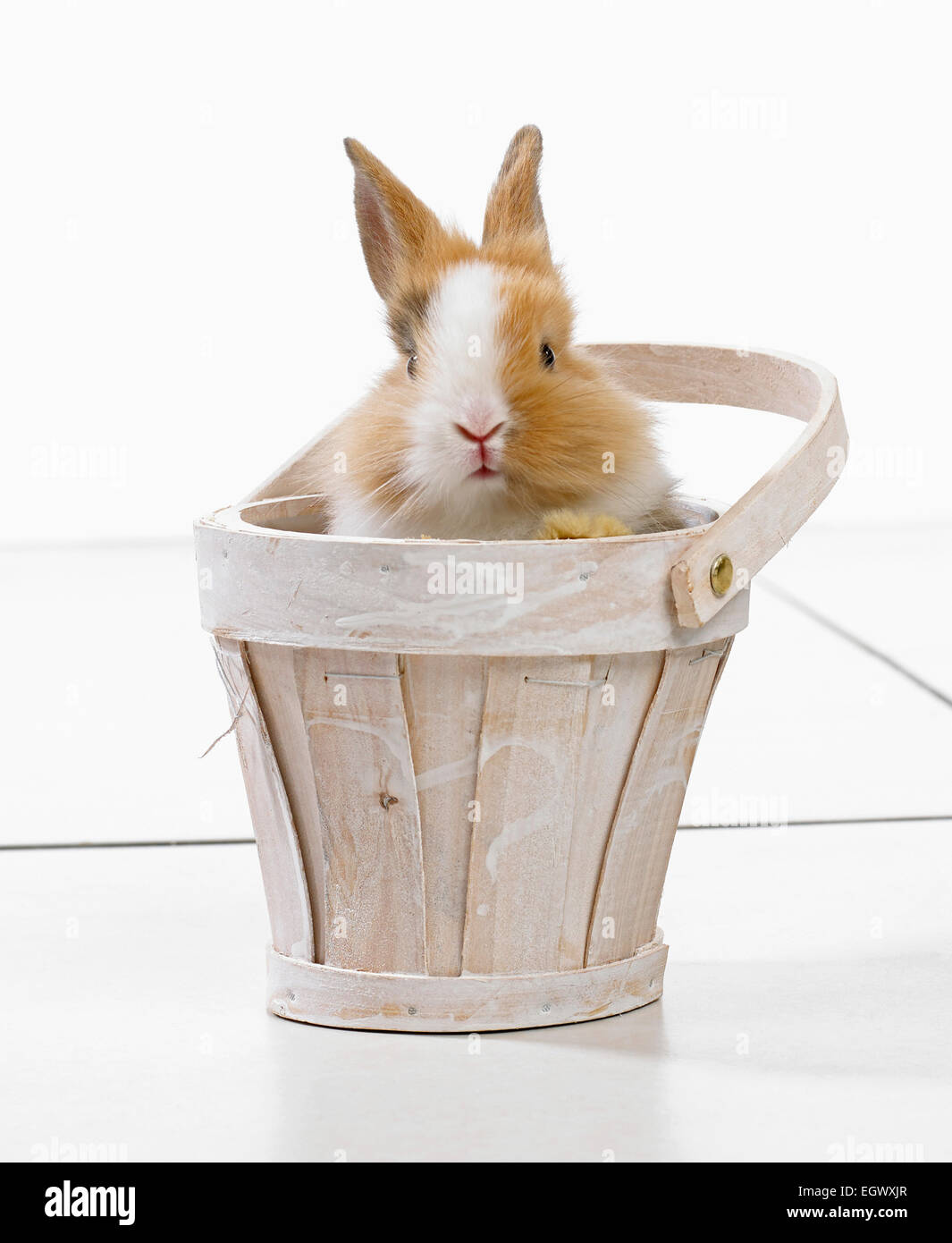 Rabbit sitting in wooden bucket Stock Photo - Alamy