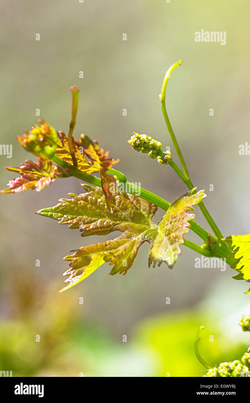 Spring buds sprouting on a grape vine in the vineyard. Shallow depth of ...