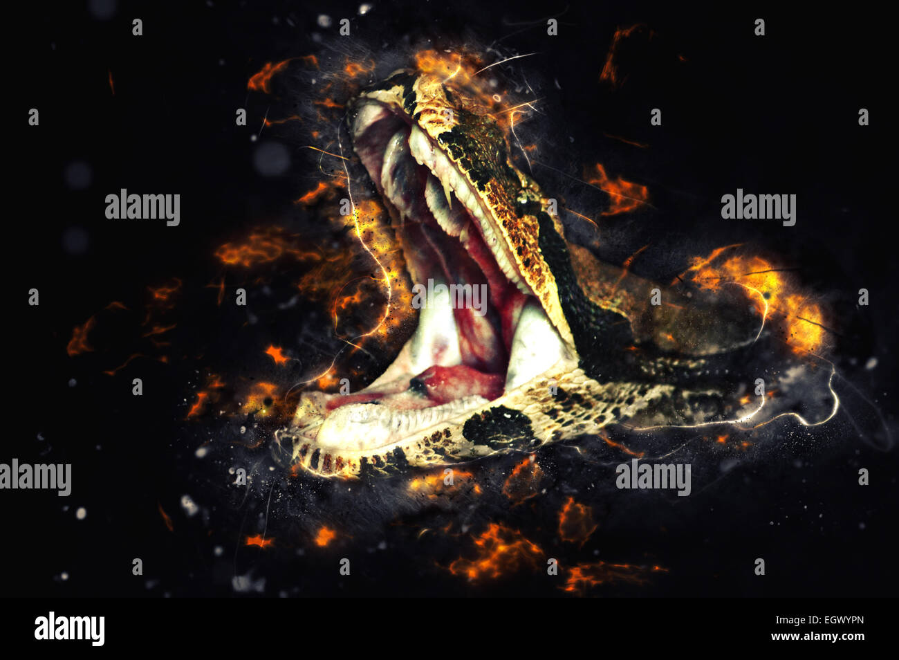 Boa constrictor mouth hi-res stock photography and images - Alamy