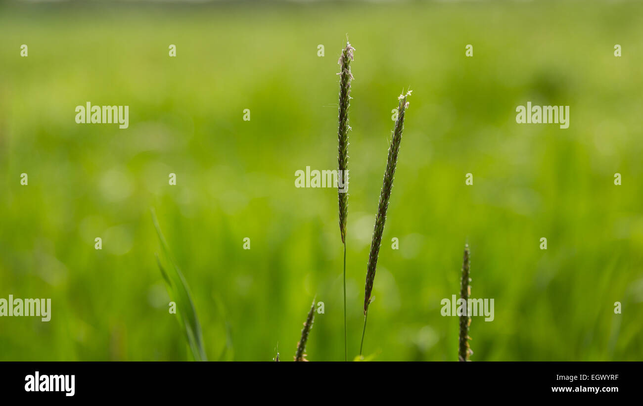 Grass meadow field hi-res stock photography and images - Alamy