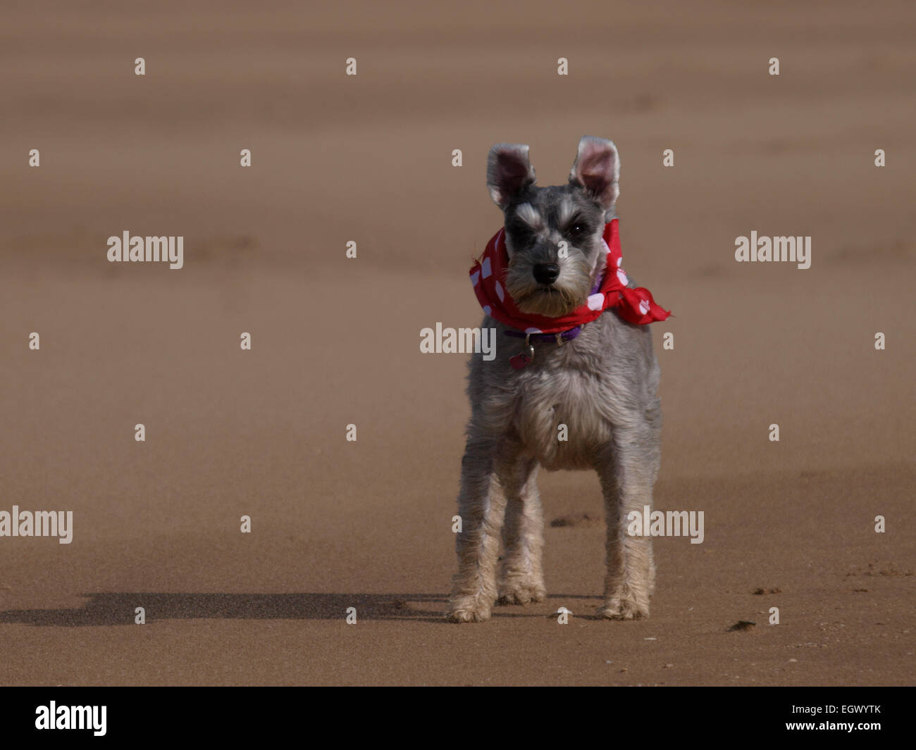 Schnauzer dog with a red and white spotted bandanna, UK Stock Photo - Alamy