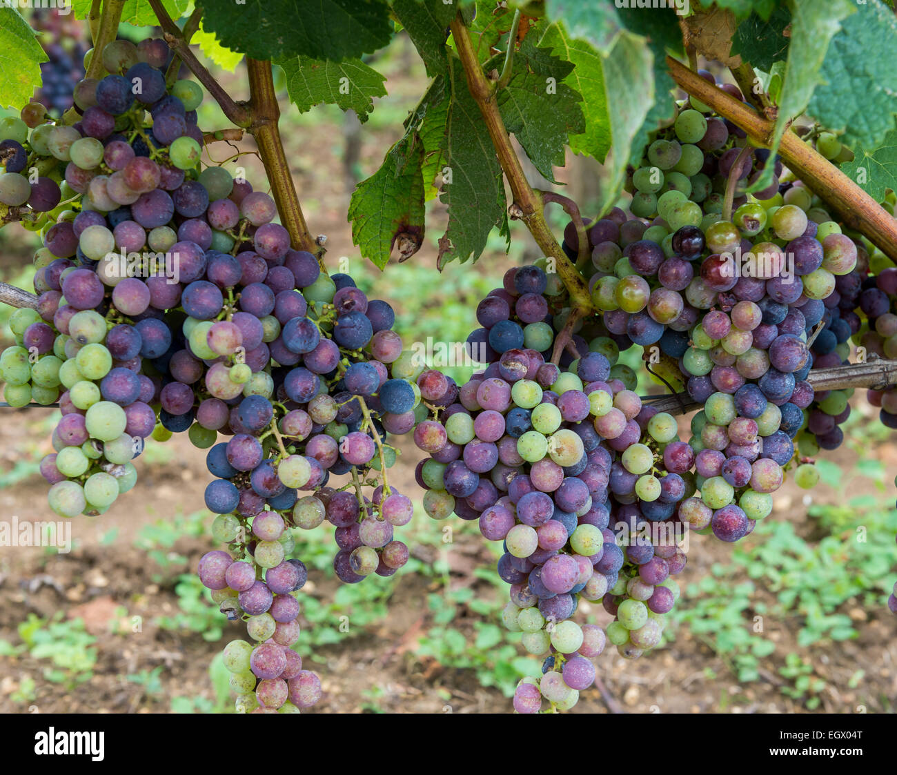 Grapes on the vine in the famous wine district Saint-Emilion Stock ...