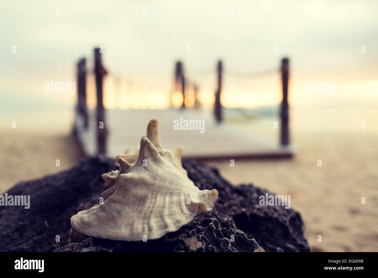Seashell at the beach hi-res stock photography and images - Alamy