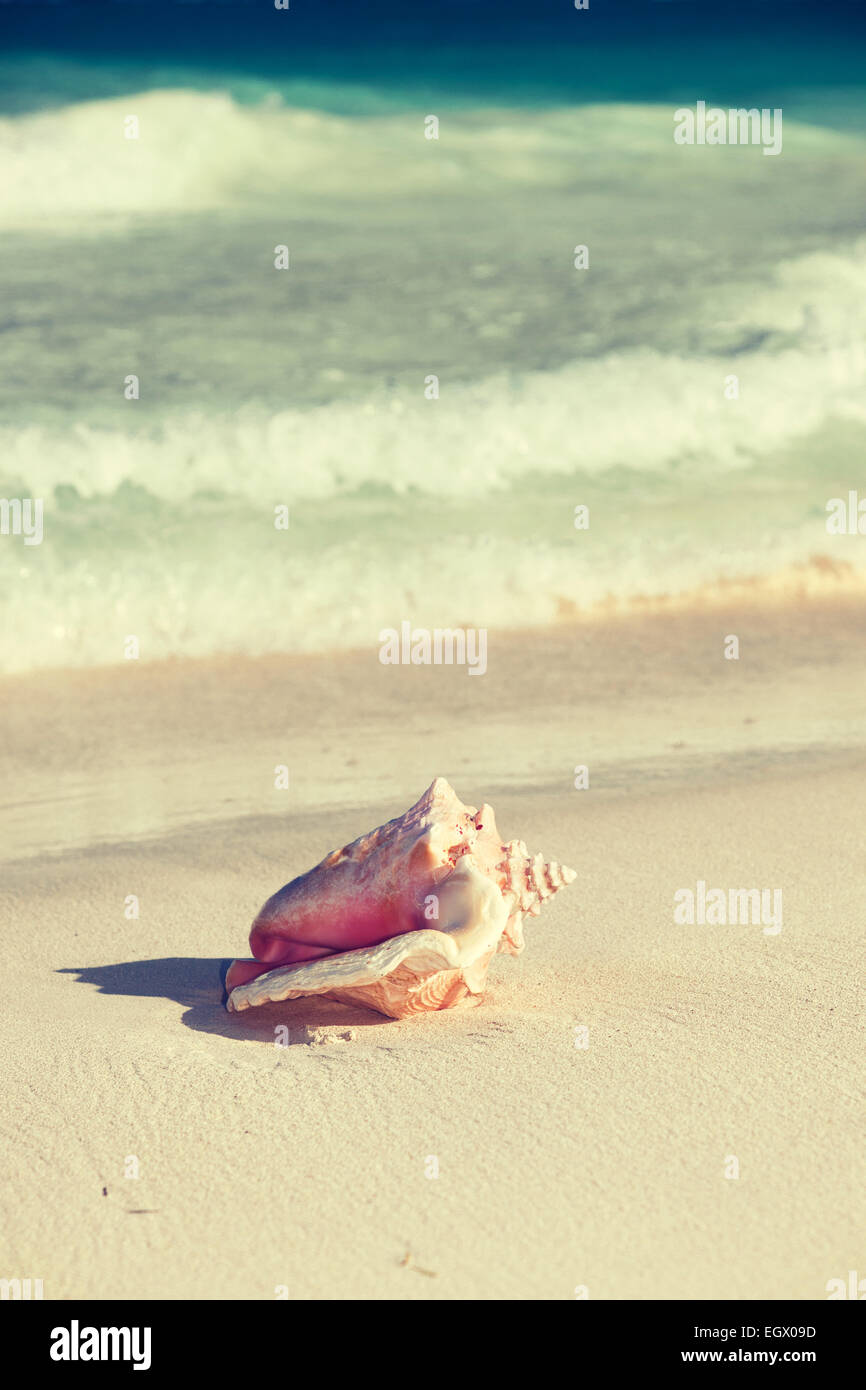close up of seashell on tropical beach Stock Photo - Alamy