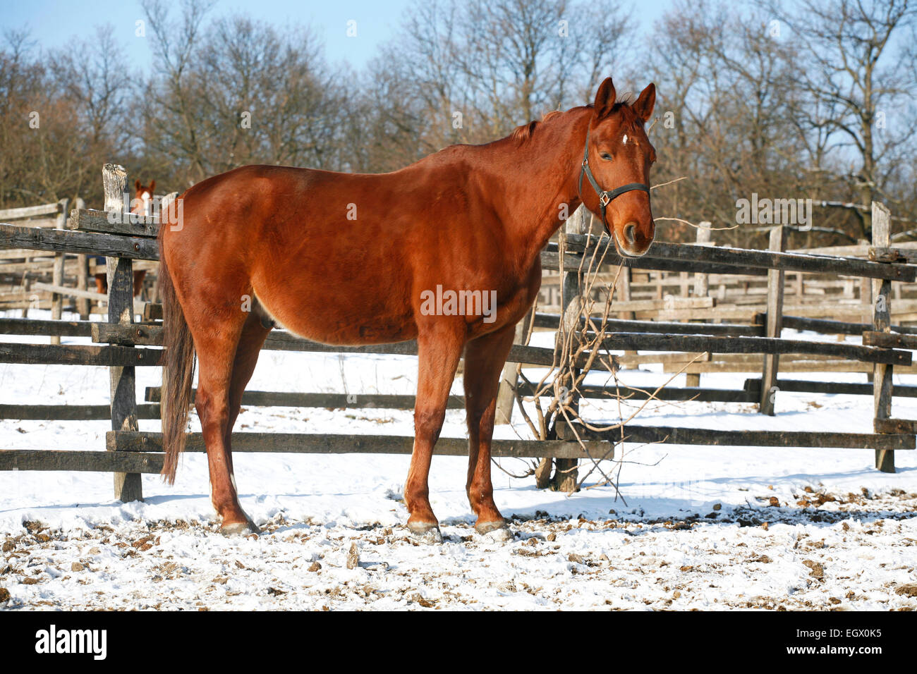 Beautiful young chestnut horse standing winter paddock under blue sky ...