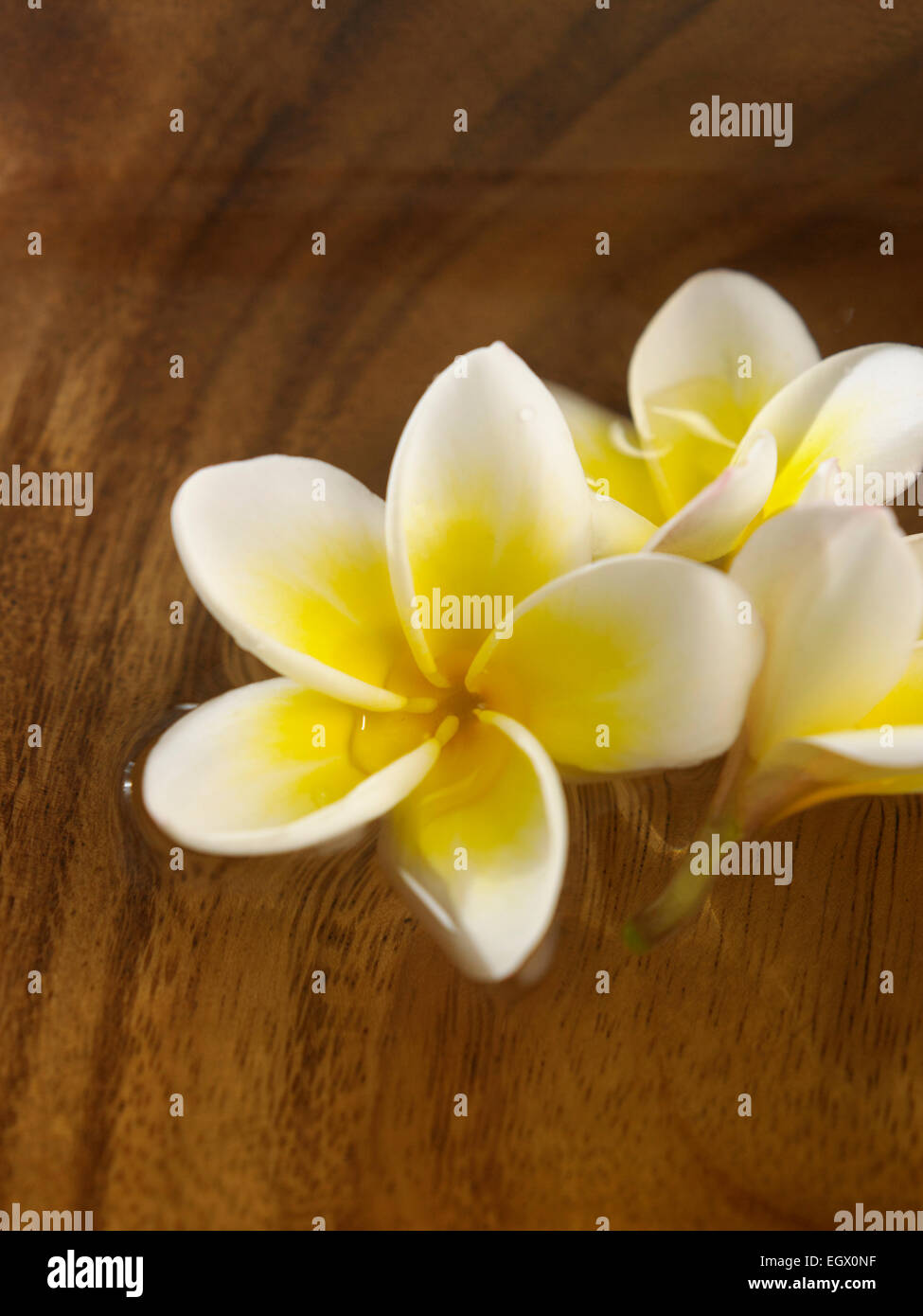 frangipani floating on the water Stock Photo - Alamy