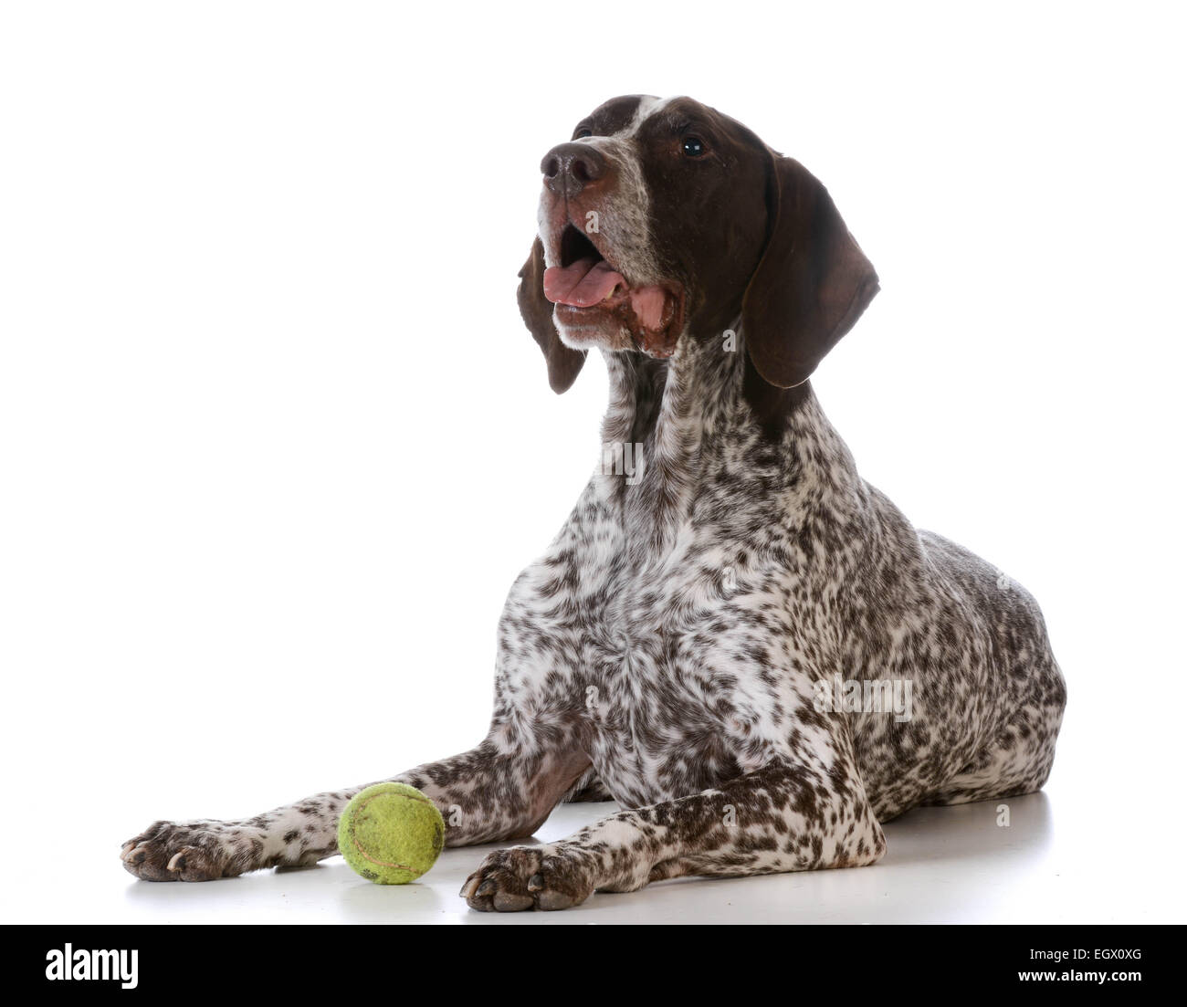 dog with tennis ball - german shorthaired pointer laying down with ...