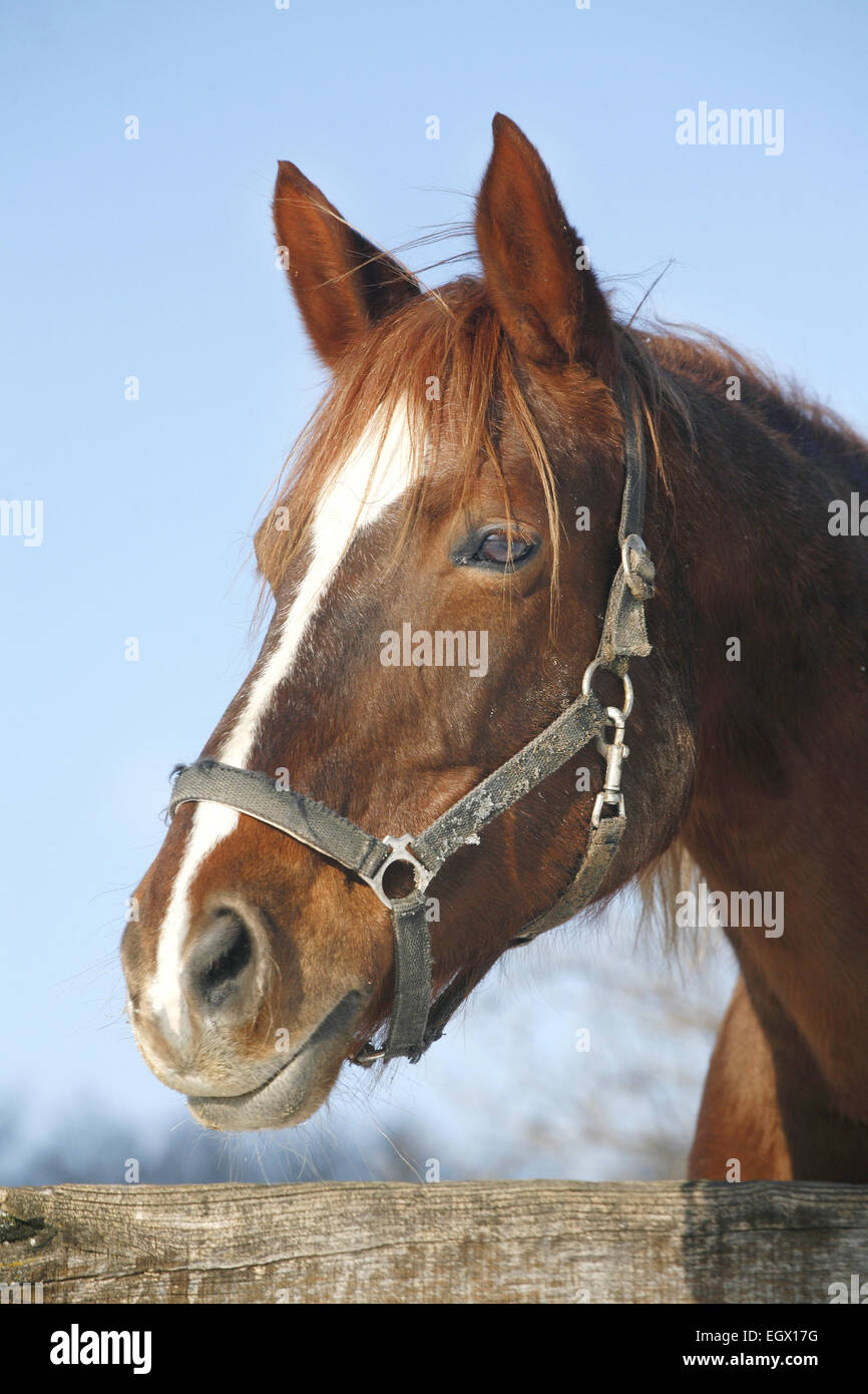 Winter portrait of a beautiful stallion Stock Photo - Alamy