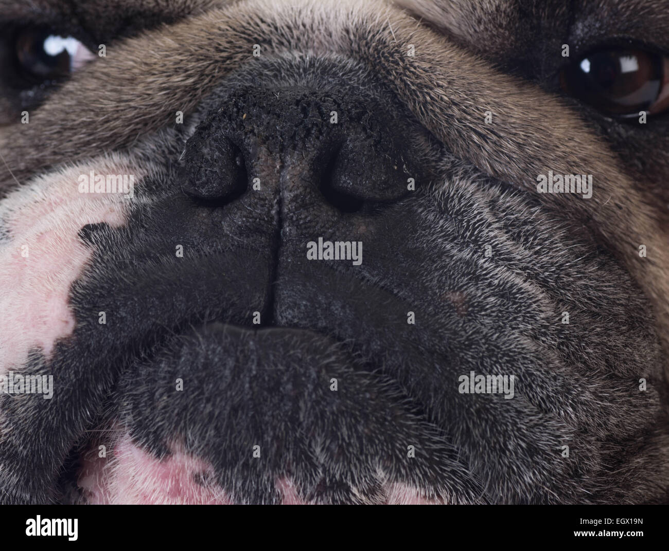 close up of bulldog face Stock Photo - Alamy